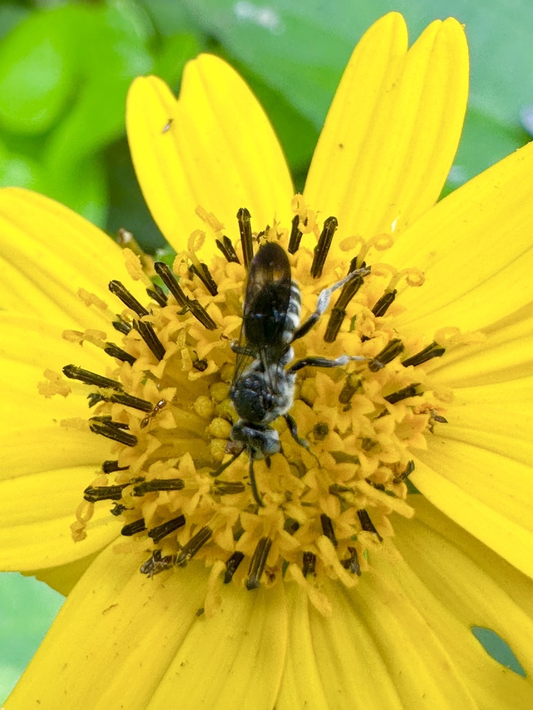 Nomad and related cuckoo bees from Porto-novo, Ouémé, BJ on January 22 ...
