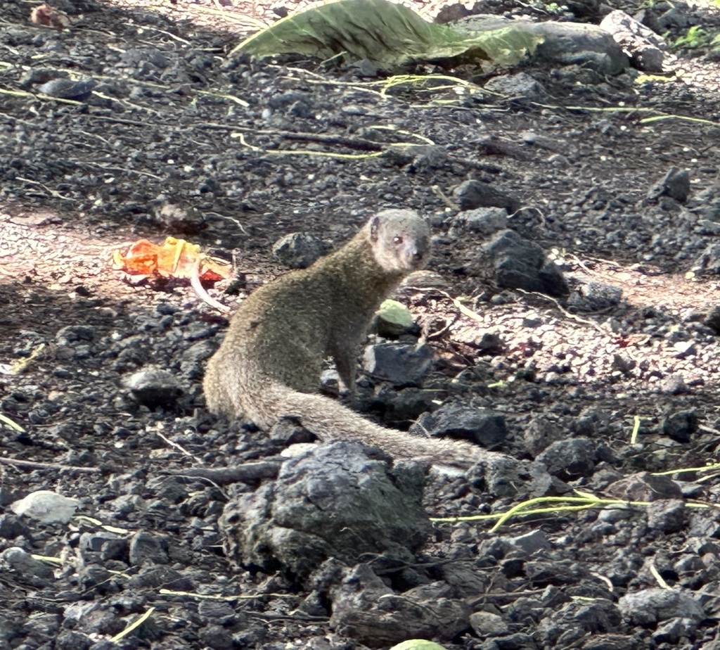 Small Indian Mongoose from Waianapanapa State Park, Hana, HI, US on ...