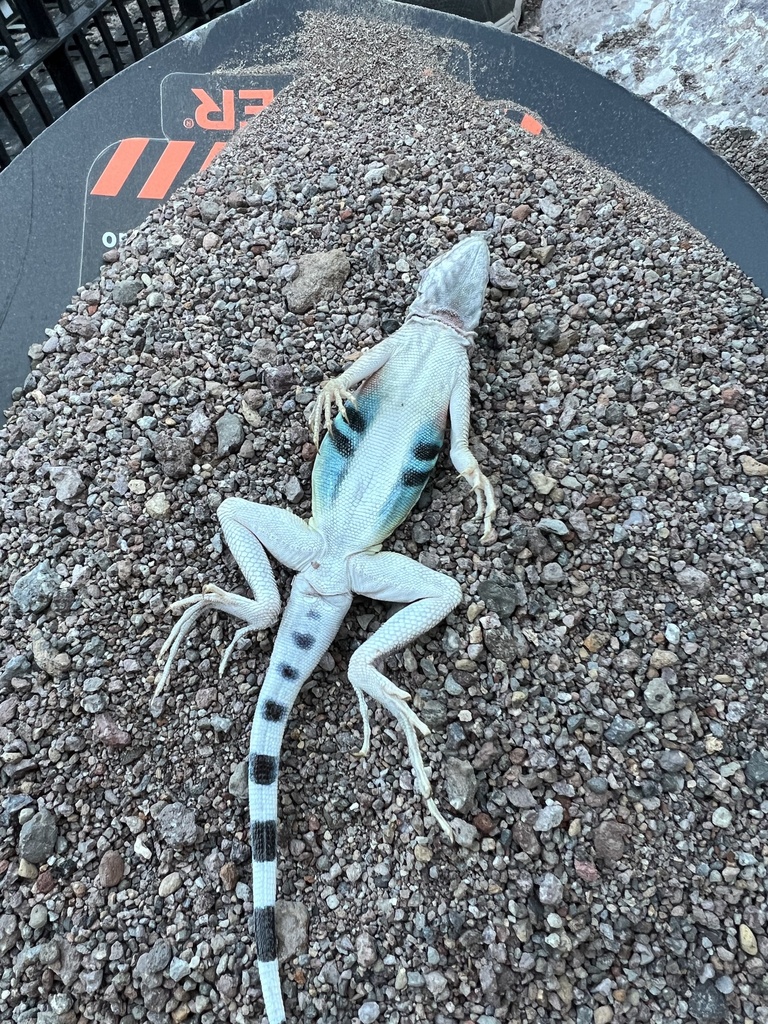 Zebra-tailed Lizard from Mulegé, B.C.S., MX on January 6, 2024 at 07:46 ...