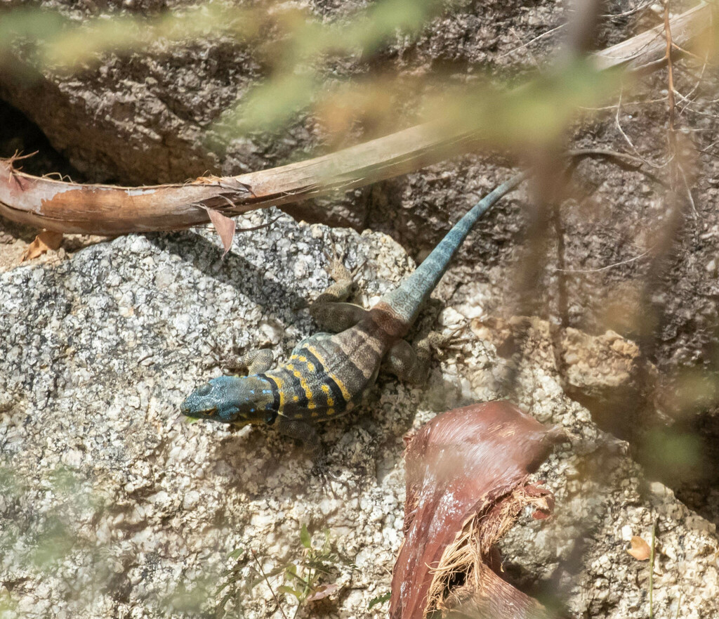 Baja California Rock Lizard from La Paz, BCS, Mexico on January 16 ...