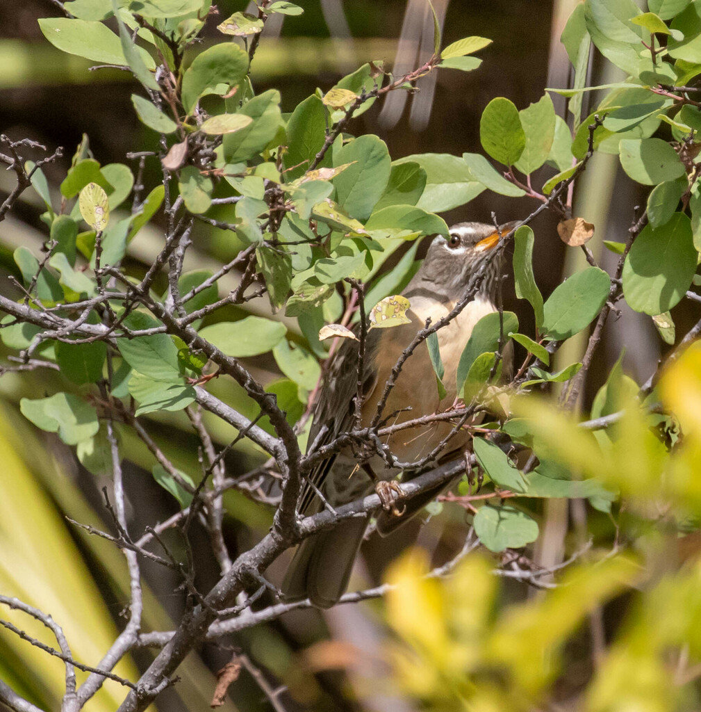 San Lucas Robin from La Paz, BCS, Mexico on January 16, 2024 at 12:05 ...