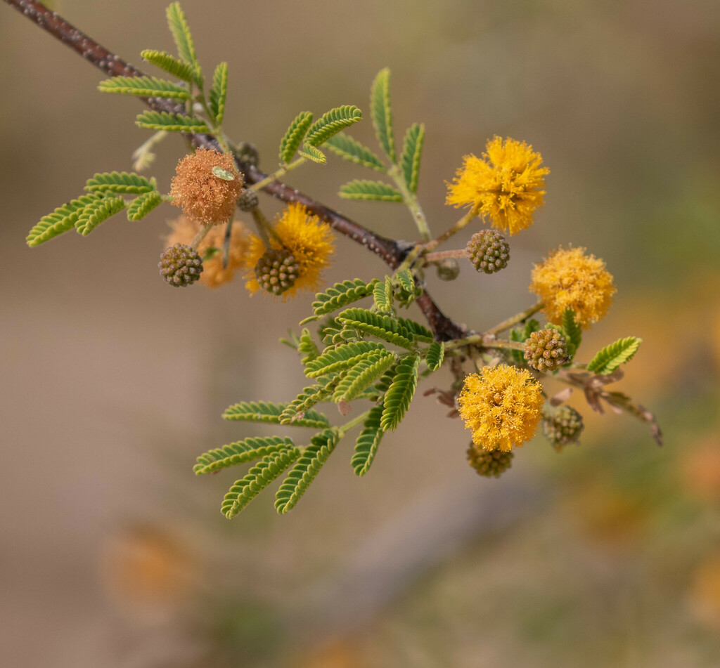 Sweet acacia from La Paz, BCS, Mexico on January 16, 2024 at 12:10 PM ...