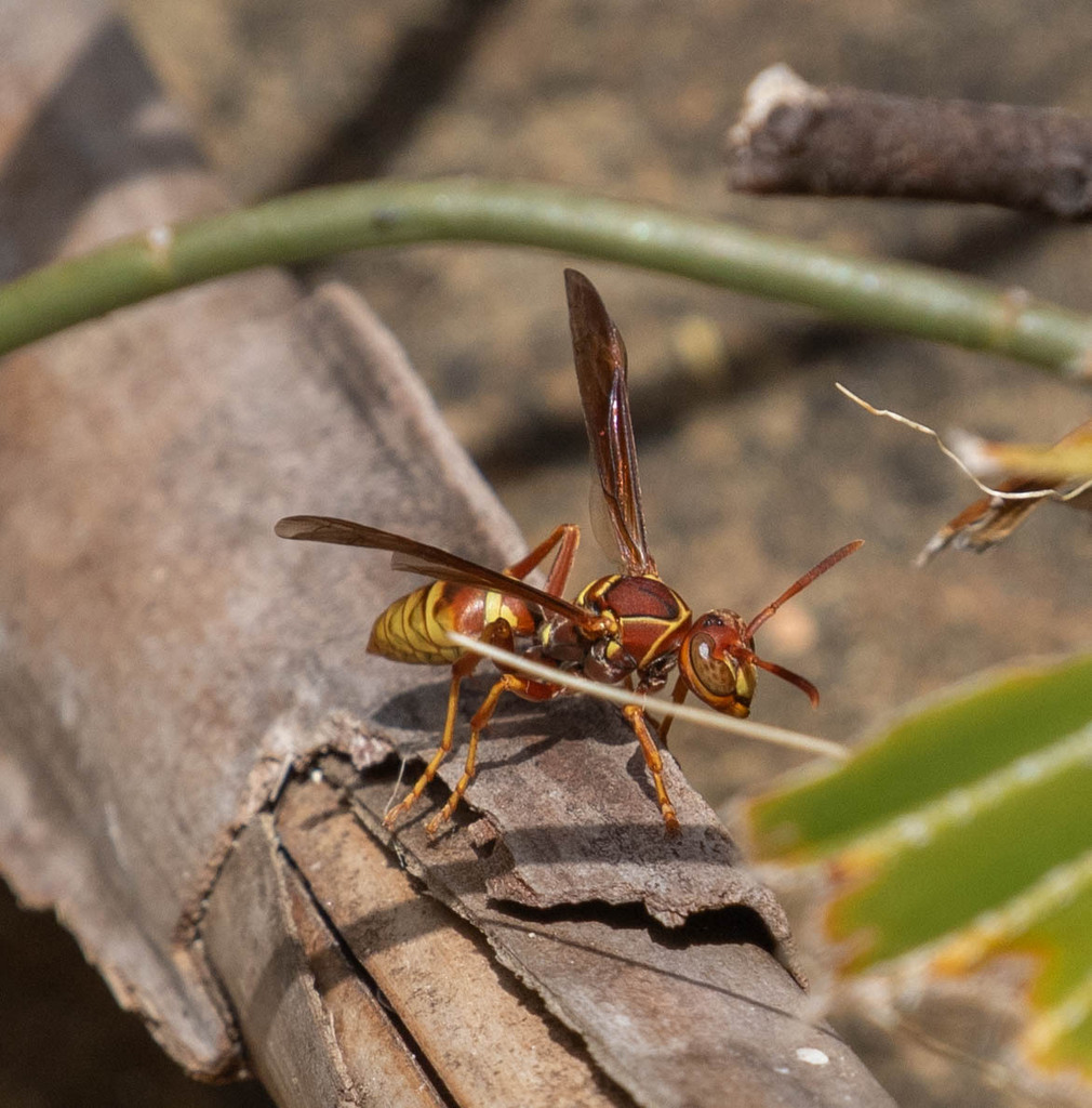 Typical Paper Wasps from La Paz, BCS, Mexico on January 16, 2024 at 12: ...