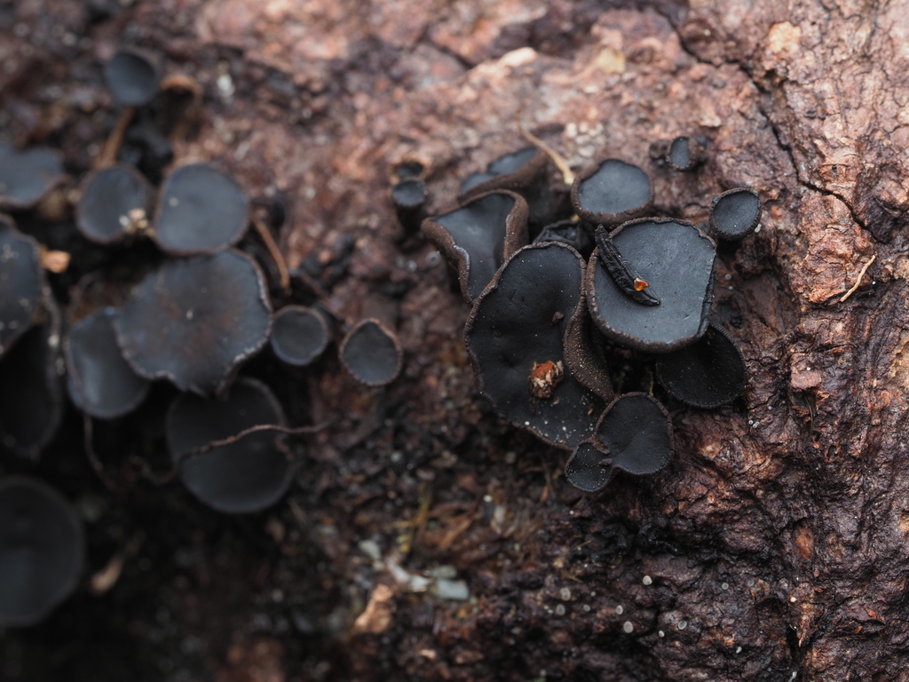 Higher Ascomycetes from Bealey Valley Track, Arthur's Pass National ...