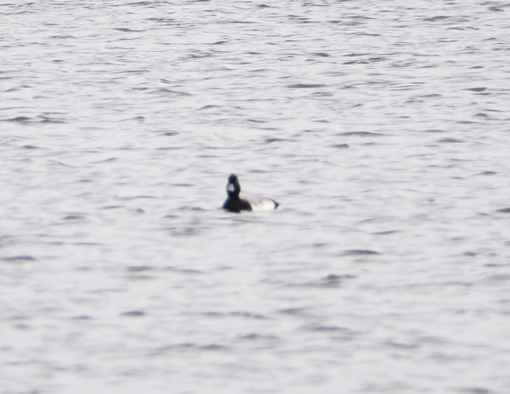 Lesser Scaup from Matanzas River, St. Augustine, FL, US on January 22 ...