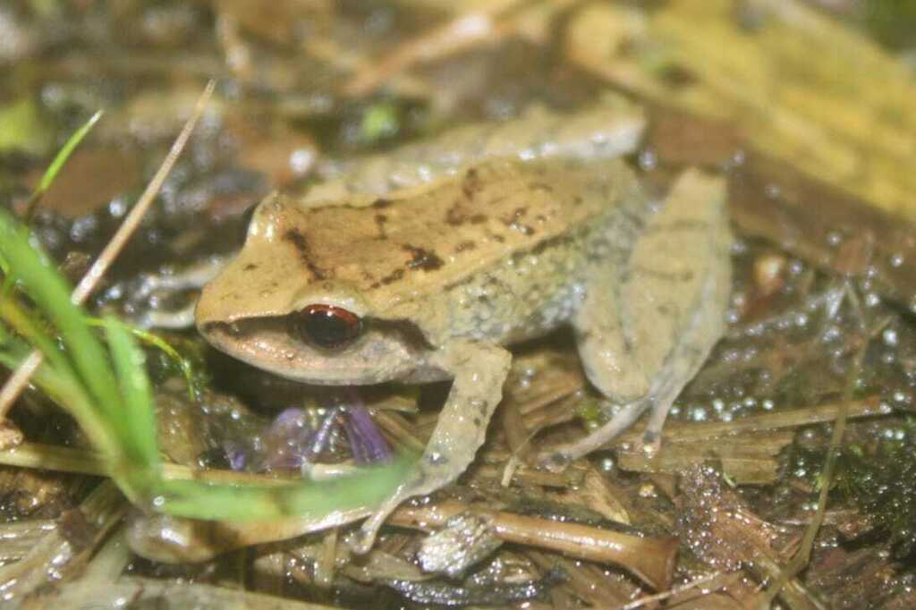 DeVille's Robber Frog in January 2024 by David Weaver · iNaturalist