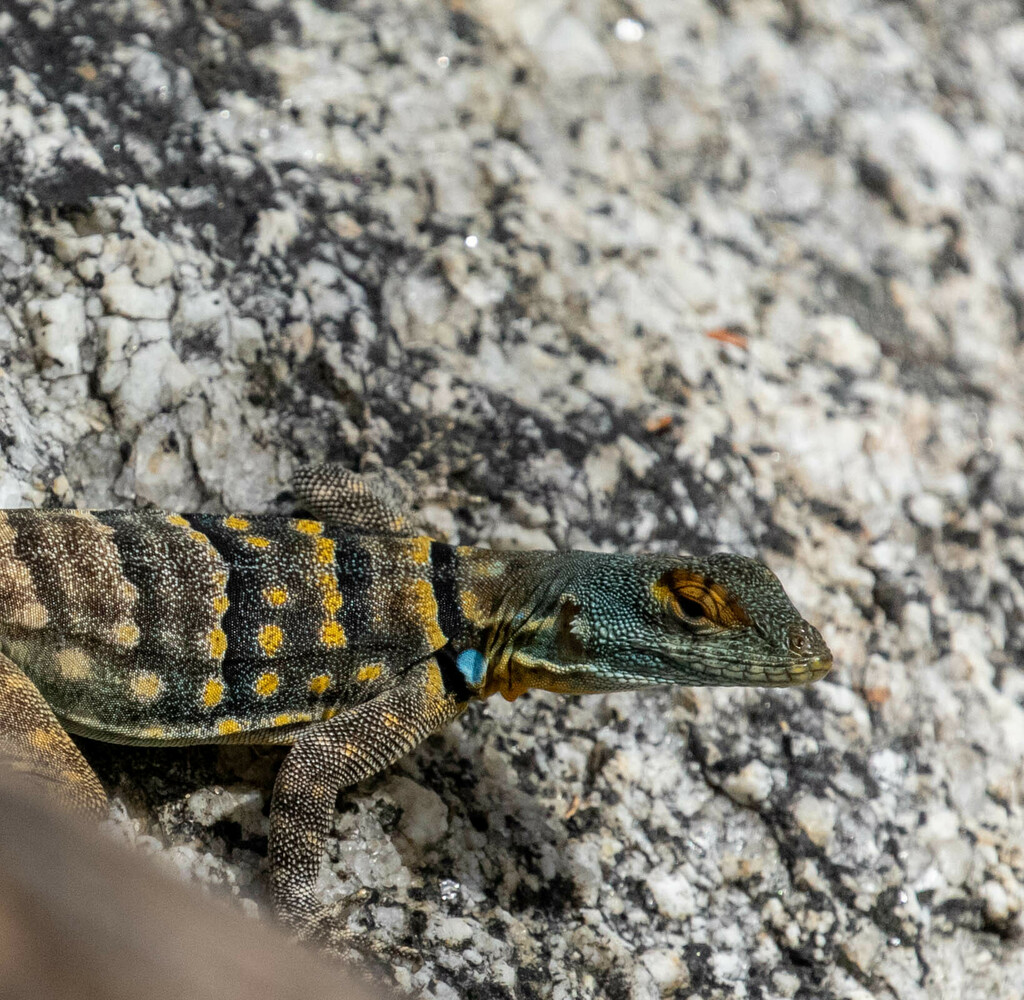 Baja California Rock Lizard from La Paz, BCS, Mexico on January 16 ...
