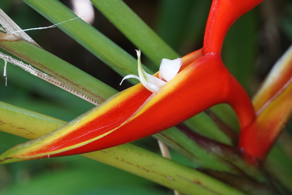 Lobster Claw Heliconia from Saint-Claude, Guadeloupe on January 18 ...