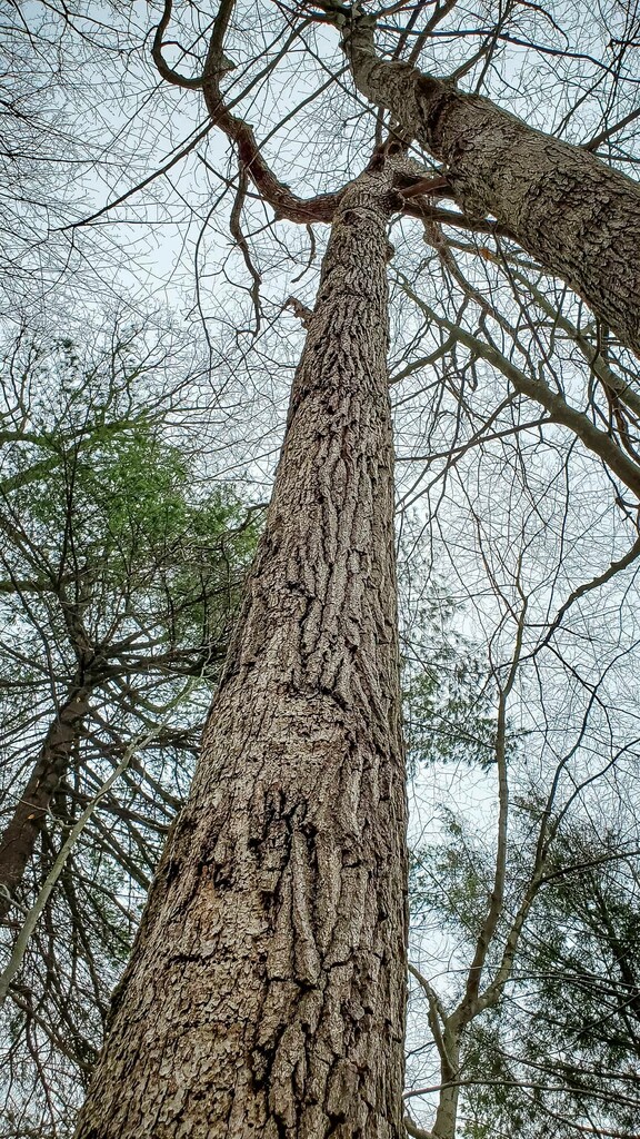 Saul's oak from Ontario County, NY, USA on April 6, 2023 at 03:35 PM by ...