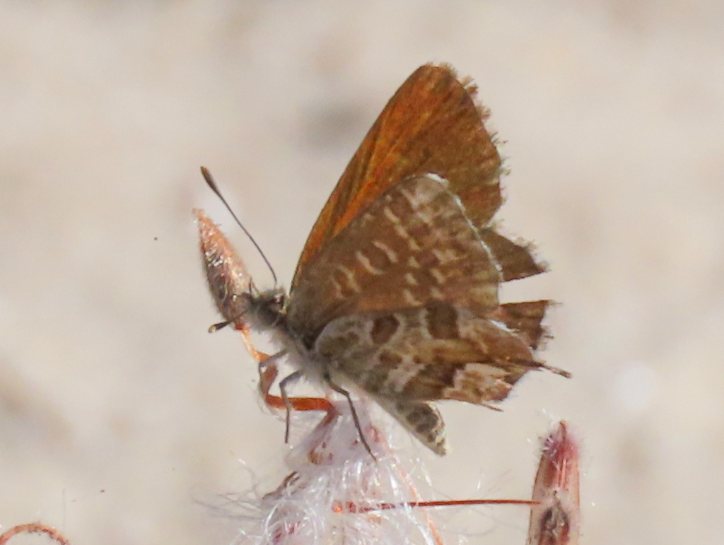 Common Geranium-bronze from Marina Da Gama, Cape Town, 7945, South ...