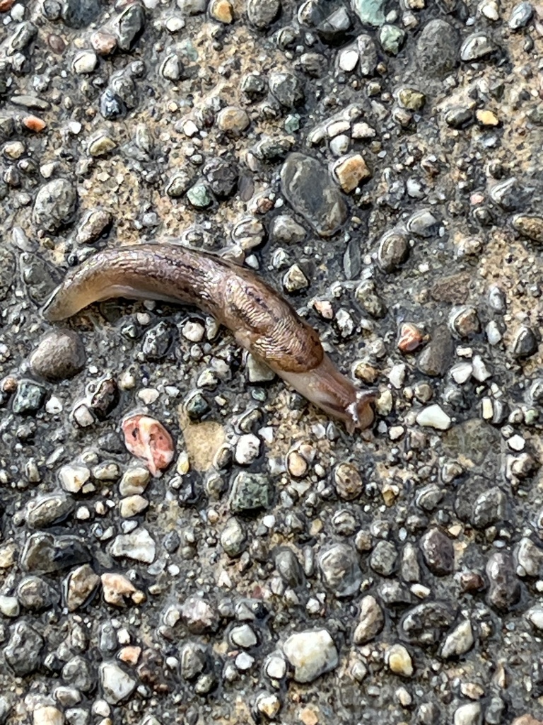 Striped Greenhouse Slug from Santa Fe Ave, Albany, CA, US on January 22 ...