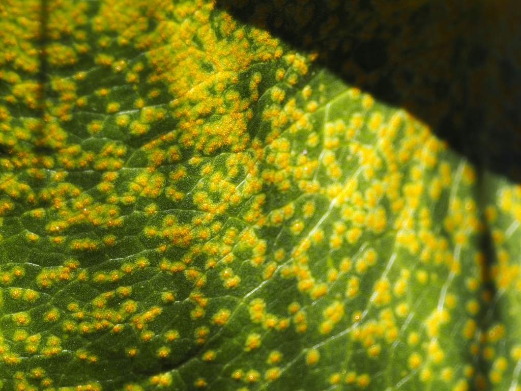 Fungi Including Lichens from Bealey Valley Track, Arthur's Pass ...