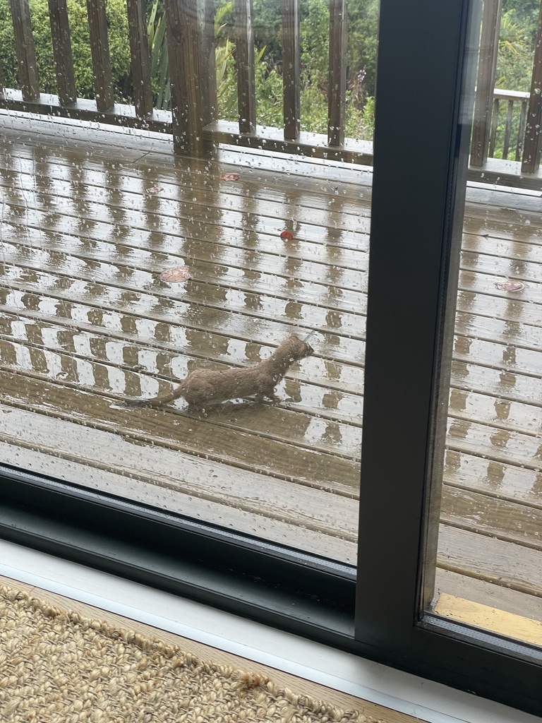 Eurasian Stoat from South Island/Te Waipounamu, Waitati, Otago, NZ on ...