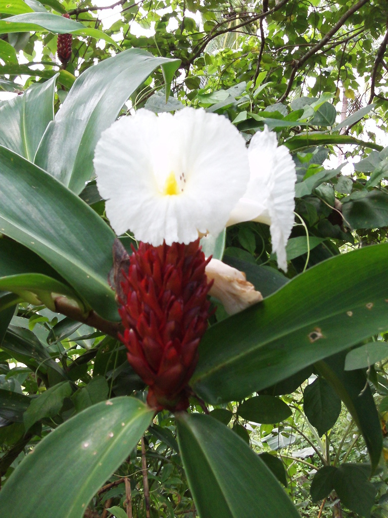 Crêpe ginger from Calauag, Quezon, Philippines on April 13, 2009 at 10: ...