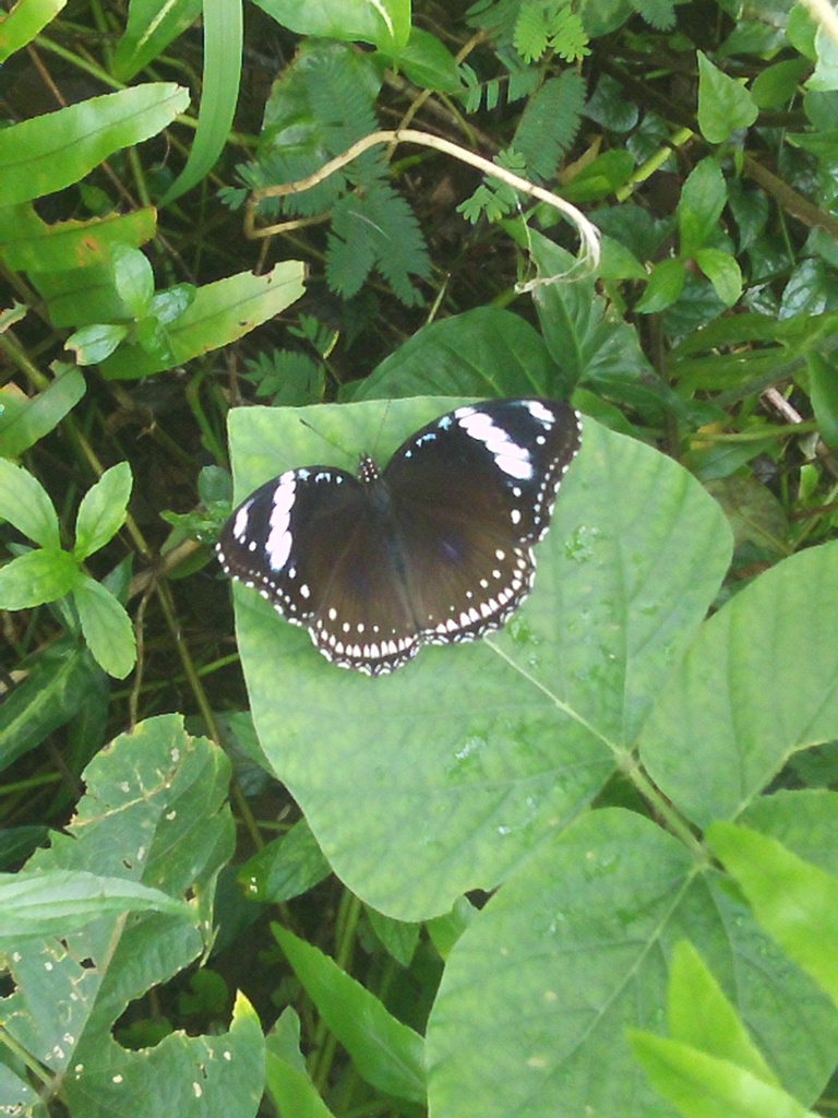Great Eggfly from Basud, Camarines Norte, Philippines on April 14, 2009 ...