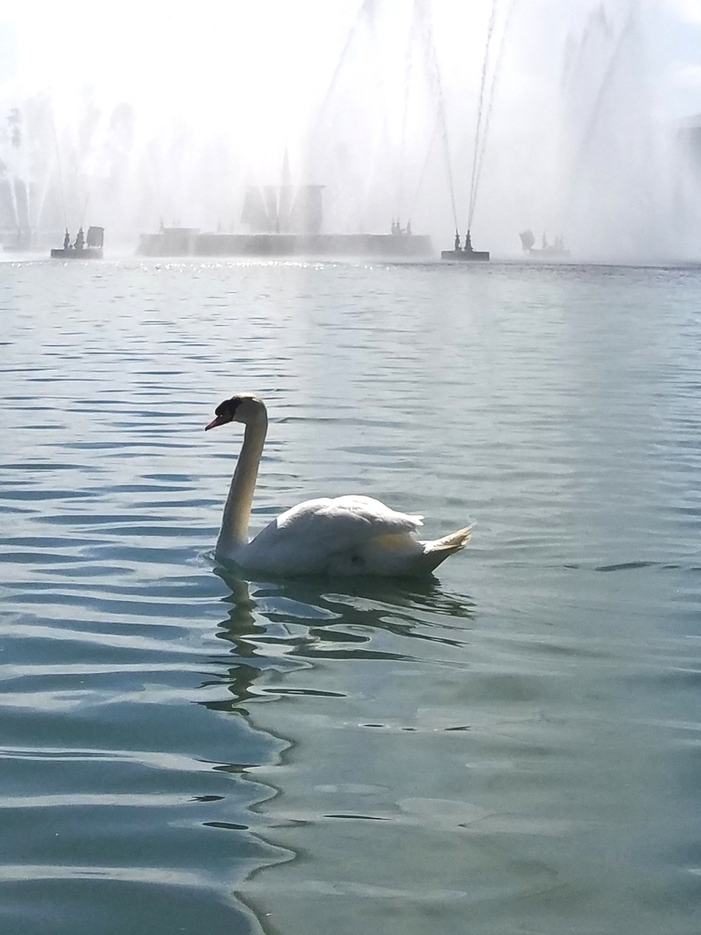 Mute Swan from Heartland of America Park at the Riverfront, Omaha, NE ...