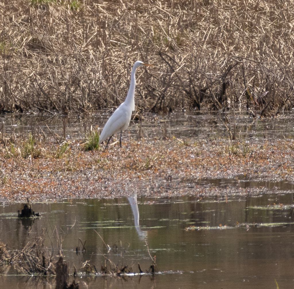 Great Egret from Holmes County, OH, USA on April 13, 2019 at 11:59 AM ...