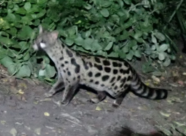 Cape Genet from Nature's Valley, Garden Route District Municipality ...