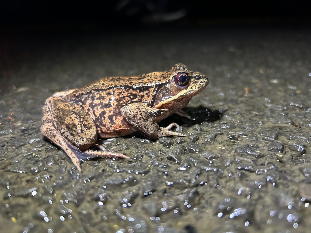 Northern Red-legged Frog in January 2024 by Clara Oliverson · iNaturalist