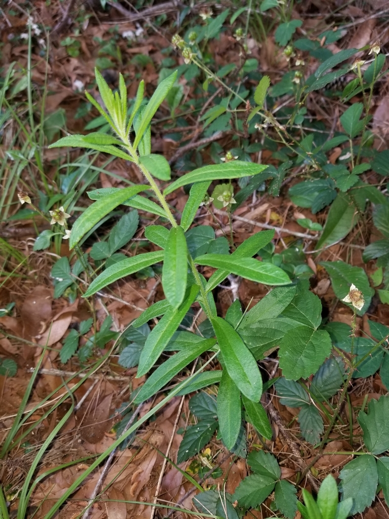Butterflyweed from 601 Ty Ty Rd, Tallahassee, FL 32308, USA on April 13 ...