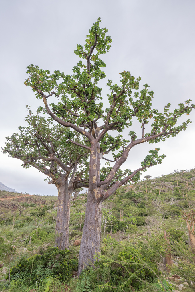 African Star-Chestnut (Sterculia africana) - Botanical Realm