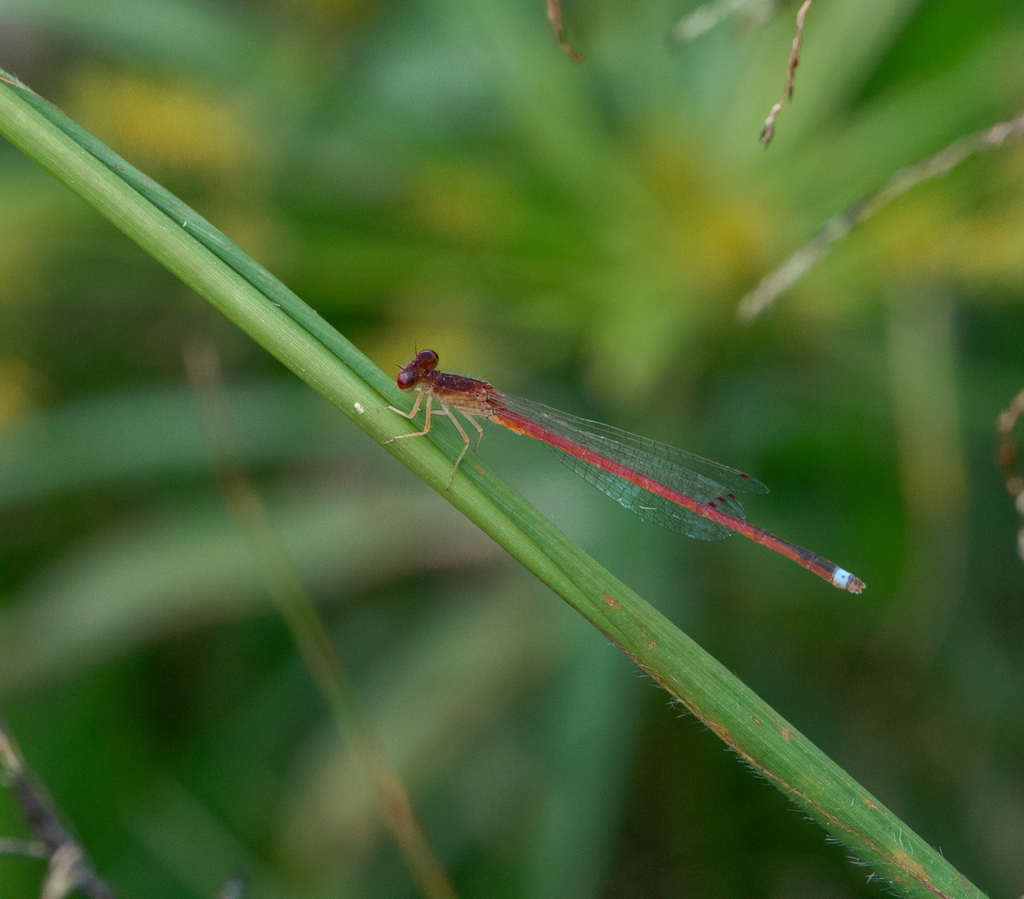 Oxyagrion microstigma from Vitorino - PR, Brasil on January 21, 2024 at ...