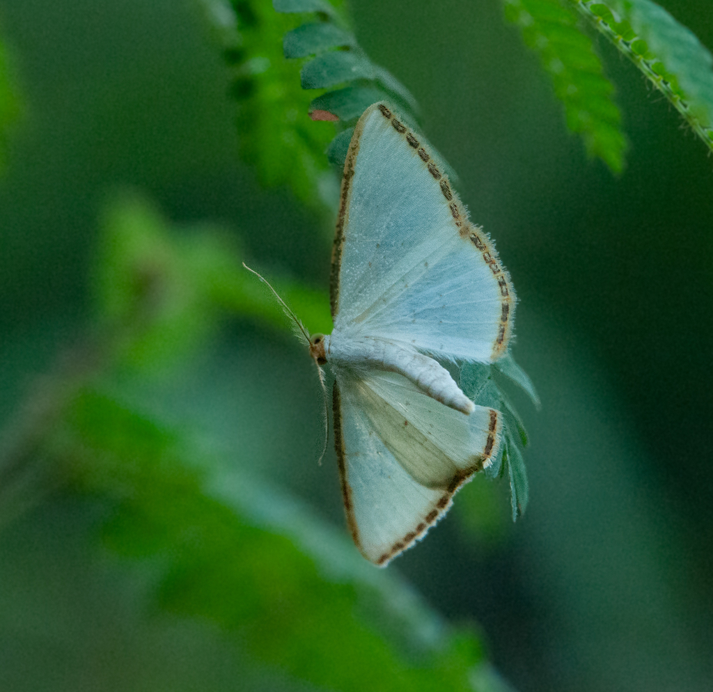 Leuciris fimbriaria from Vitorino - PR, Brasil on January 21, 2024 at ...