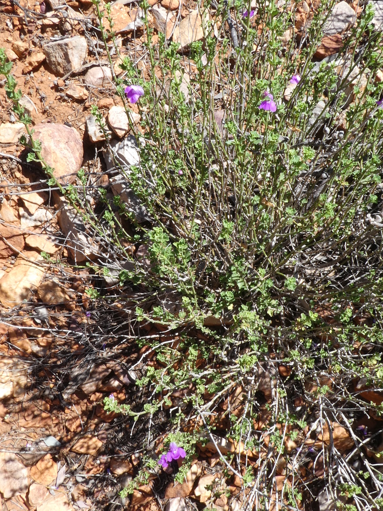 mint family from Ellery Creek, Namatjira NT 0872, Australien on October ...