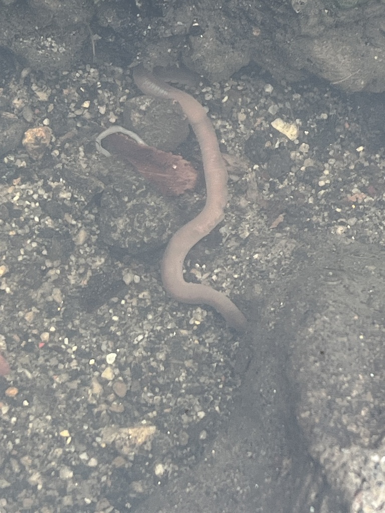 Common Earthworm from Coliseum St, Los Angeles, CA, US on January 22 ...