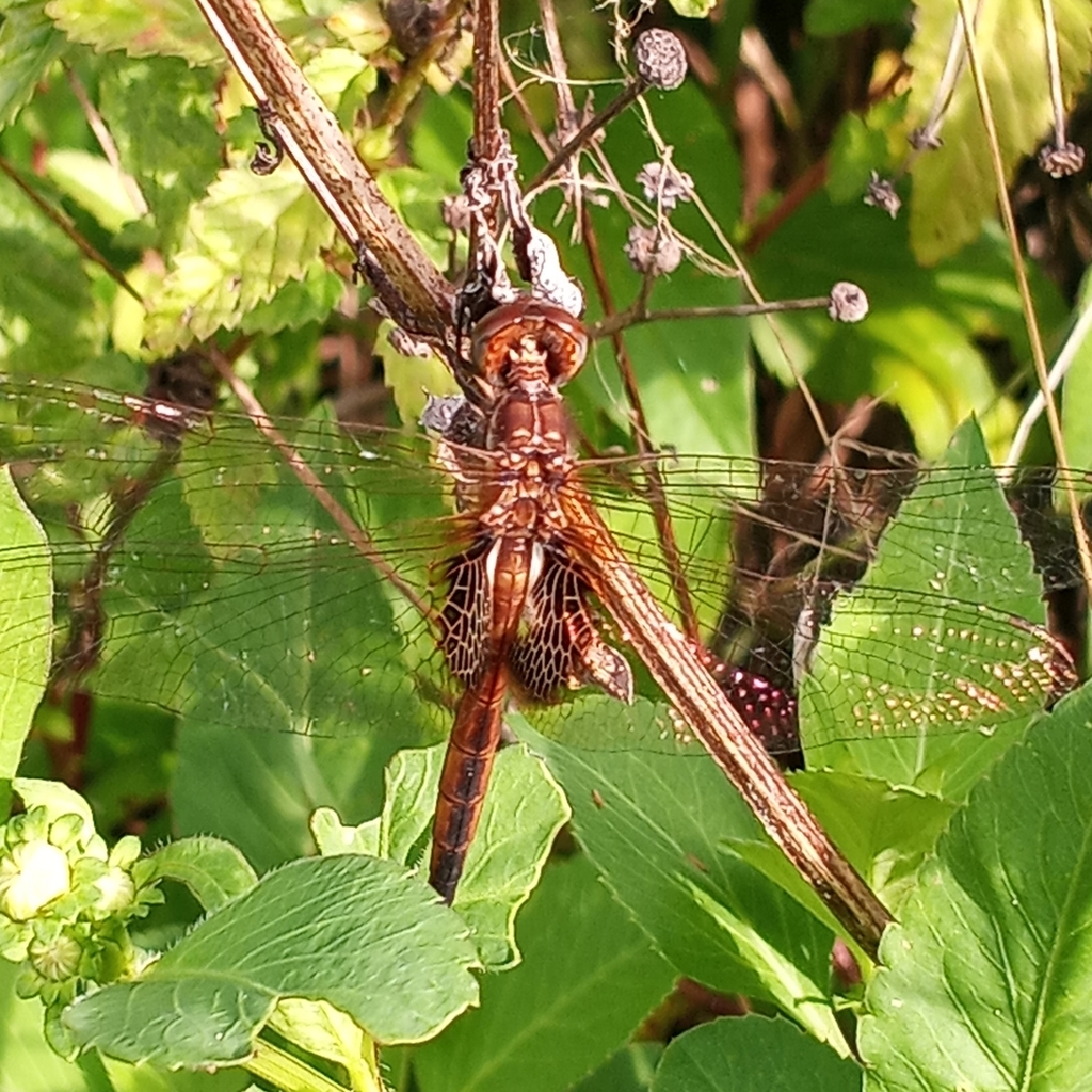 Hyacinth Glider from Florida City, FL 33034, USA on January 20, 2024 at ...
