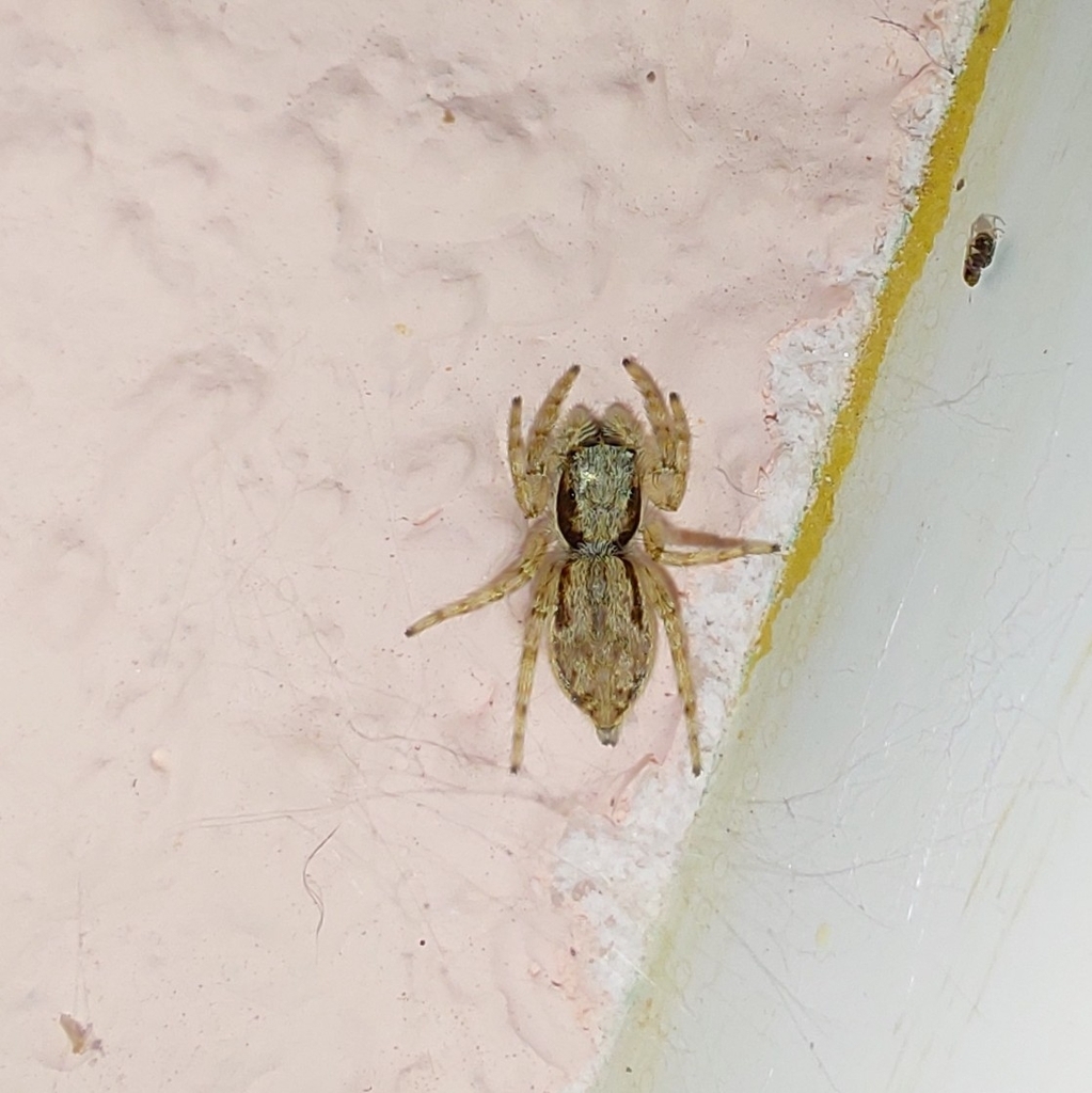 Gray Wall Jumping Spider in January 2024 by Fábio Luis dos Santos ...
