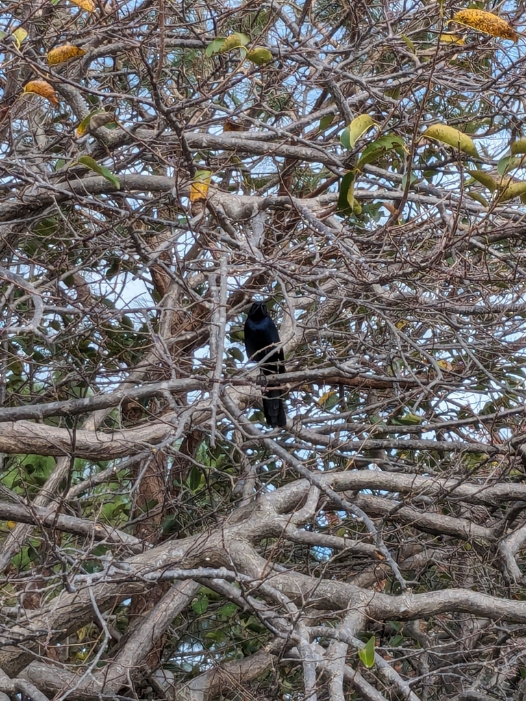 Florida Boat-tailed Grackle from Delray Beach, FL 33484, USA on January ...