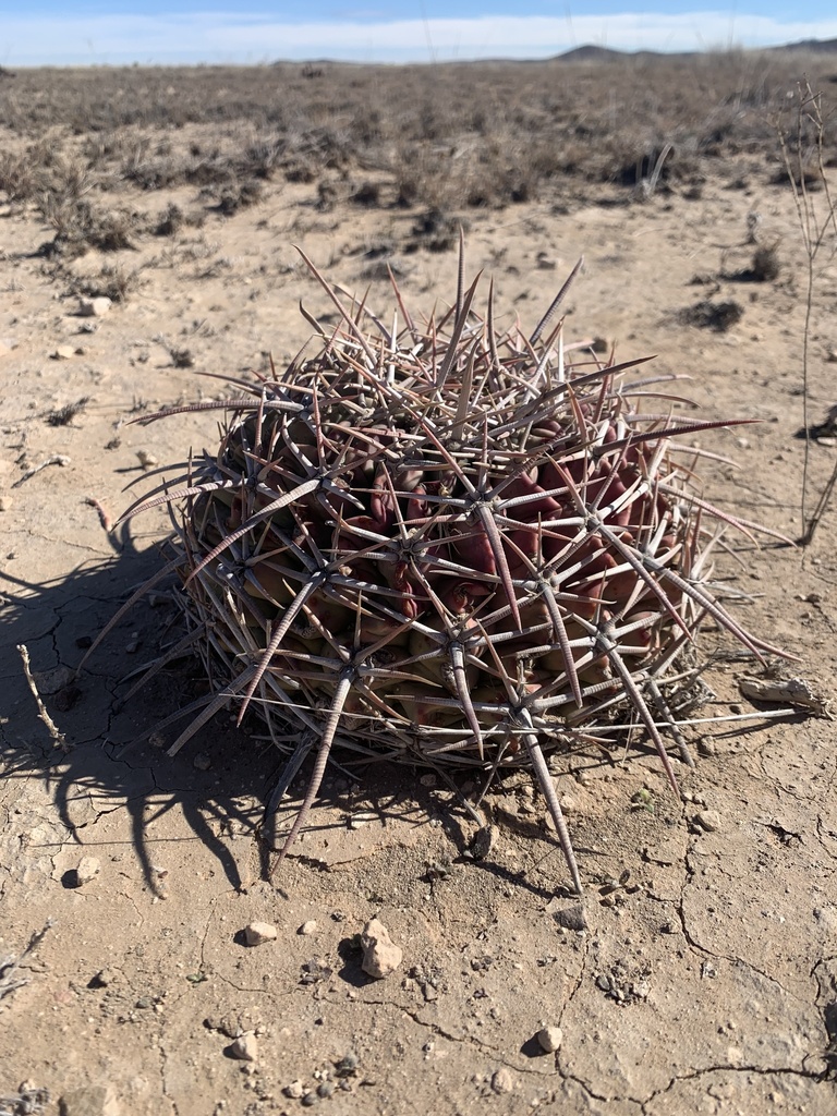 Horse Crippler Cactus in January 2024 by kwat · iNaturalist