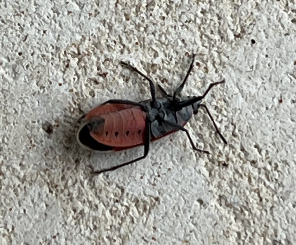 White-crossed Seed Bug from Mandeville Cir, Austin, TX, US on January ...