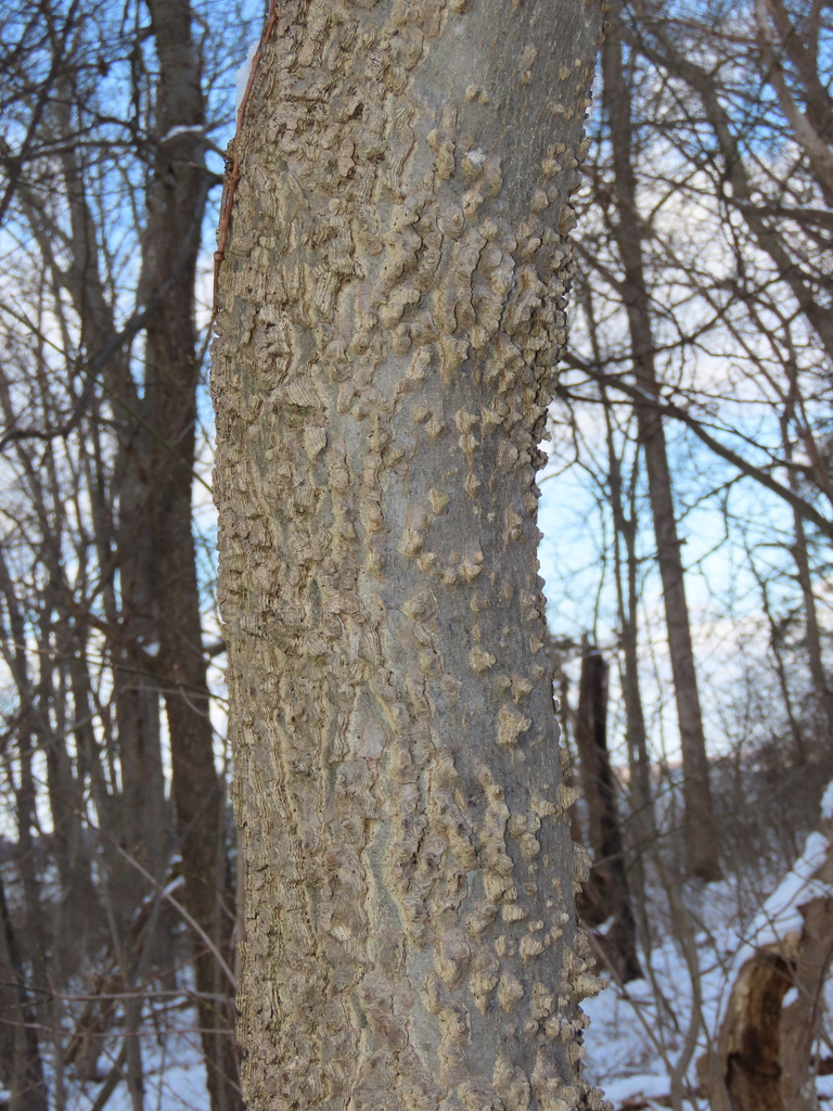 common hackberry in January 2024 by Josh Emm · iNaturalist
