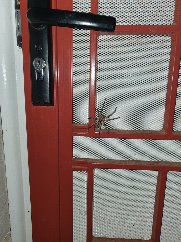 Union-Jack Wolf Spiders from Salisbury SA 5108, Australia on December ...