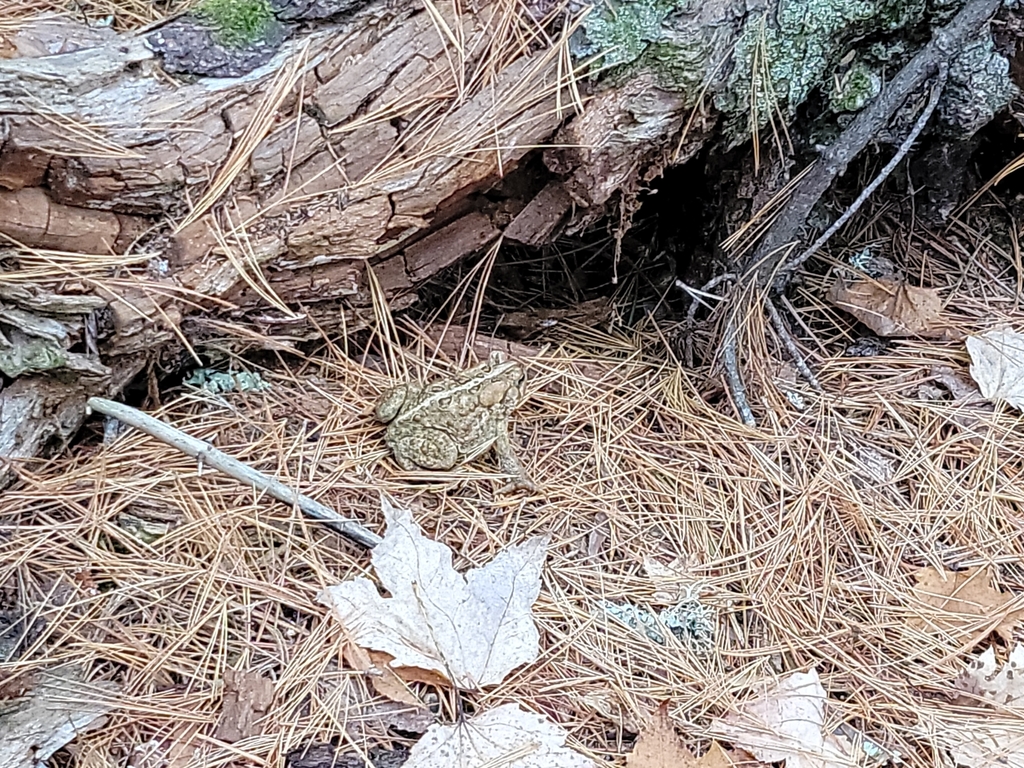 American Toad from Northwest St Louis, MN, USA on October 8, 2021 at 02 ...
