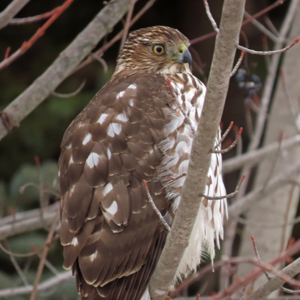 Cooper's Hawk from Whitby, ON, Canada on January 21, 2024 at 03:49 PM ...