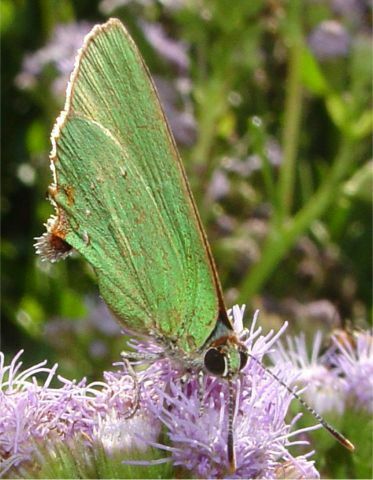 Tropical Greenstreak from National Butterfly Center, Mission, Hidalgo ...