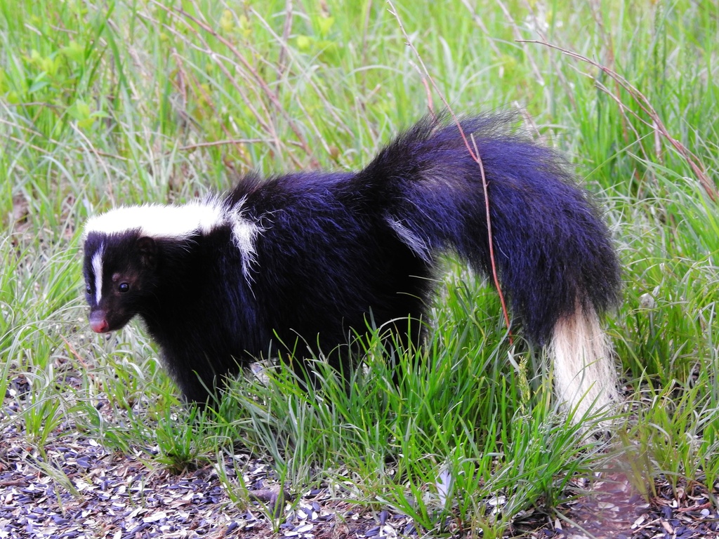 Striped Skunk from SR-2, Oak Harbor, OH, US on May 26, 2018 at 05:18 PM ...