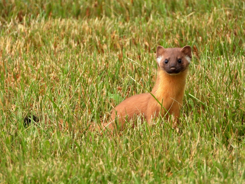 Long-tailed Weasel from Ragle Ranch Regional Park, Sebastopol, CA, US ...