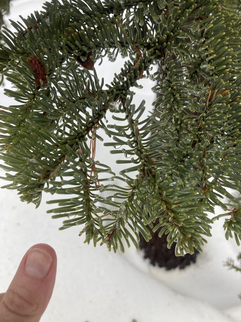 California Red Fir from Tahoe National Forest, Truckee, CA, US on ...