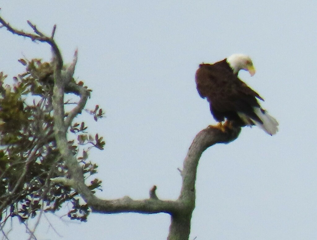 Bald Eagle in January 2024 by Craig McIntyre. preening · iNaturalist