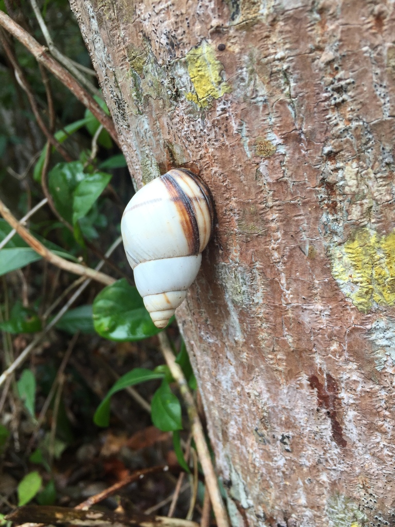 Banded Tree Snail from North Key Largo, FL 33037, USA on March 12, 2017 ...