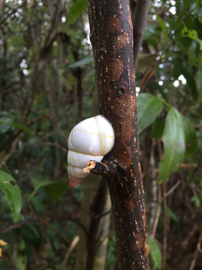Florida Tree Snail from North Key Largo, FL 33037, USA on March 12 ...