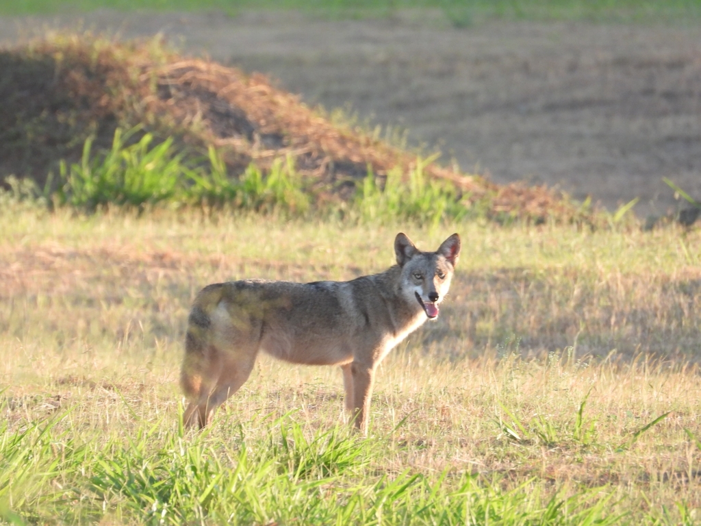 Coyote from 99VJ+4Q, Comayagua, Honduras on January 22, 2024 at 06:45 ...