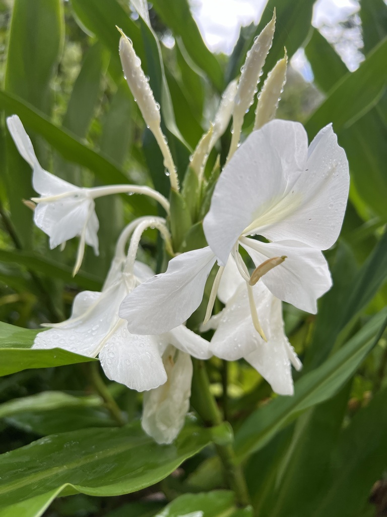 White ginger from Rarotonga, Cook Islands, CK on 22 January, 2024 at 08 ...