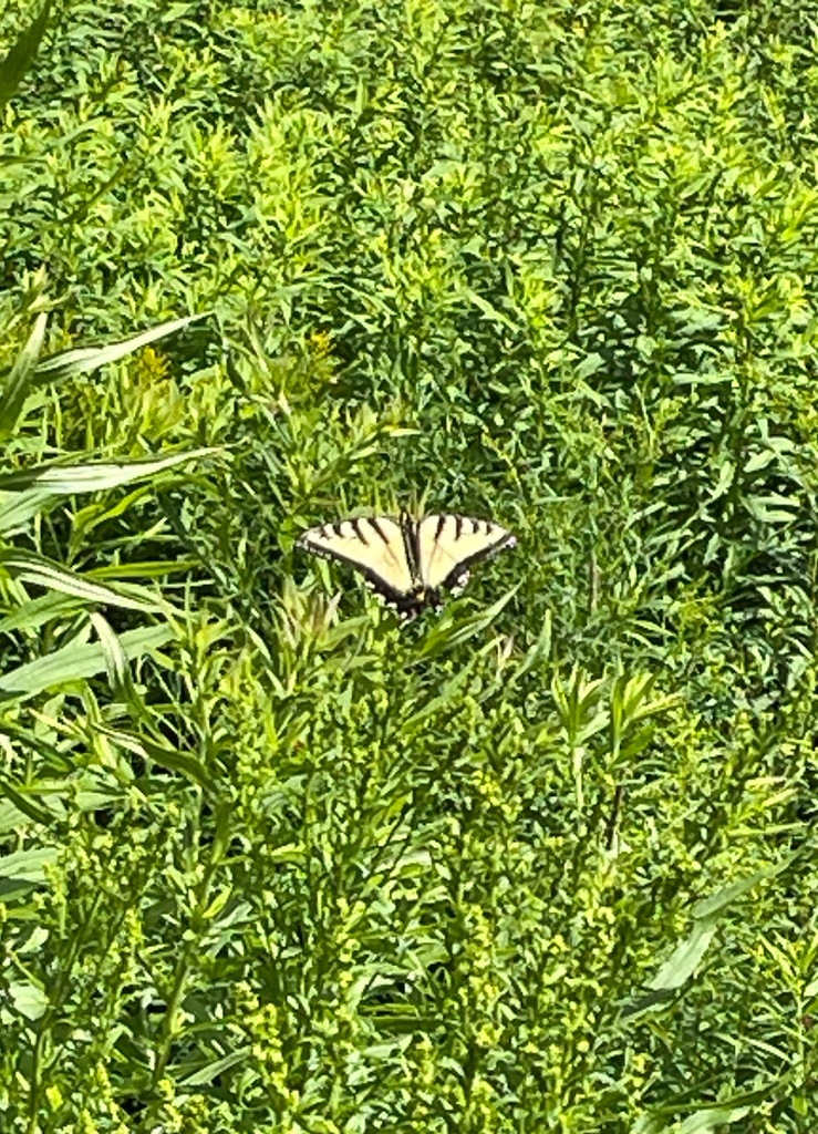 Tiger Swallowtails and Allies from Duxbury, VT, USA on August 2, 2023 ...