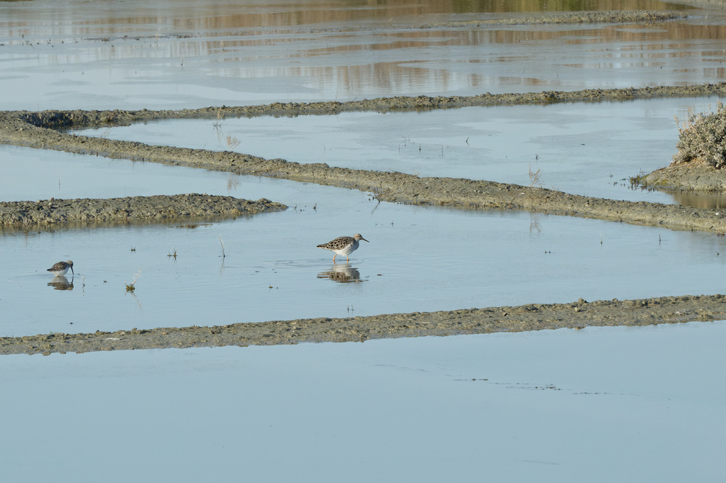 Ruff from Guérande, France on January 20, 2024 at 03:27 PM by Donald ...