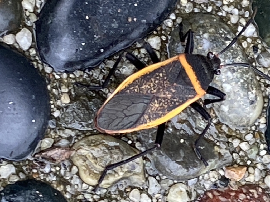 California Bordered Plant Bug from Los Alamitos Creek, San Jose, CA ...